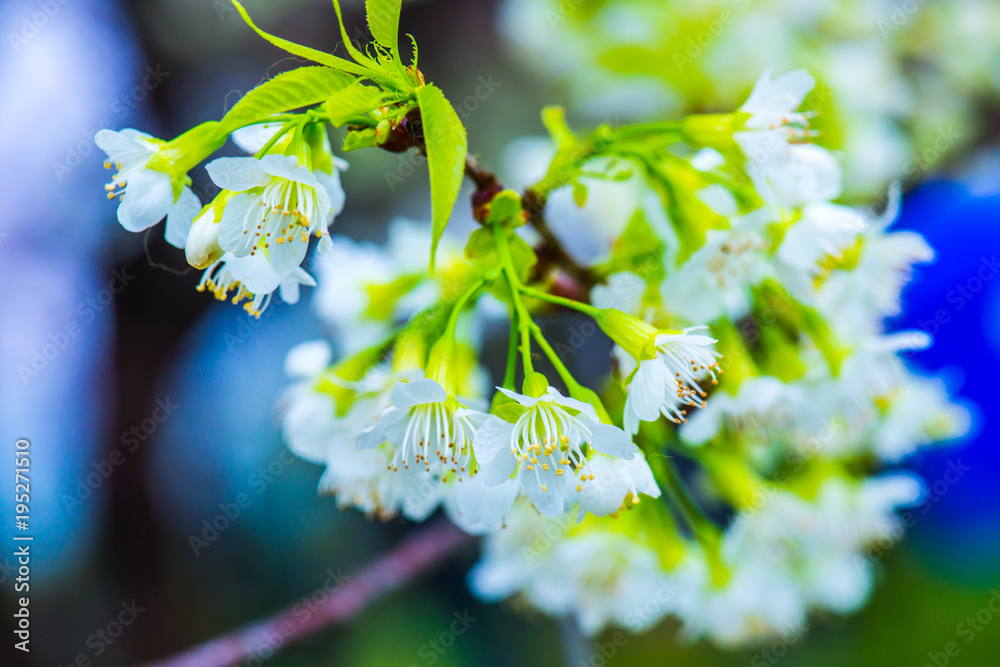 Wild Himalayan Cherry flowers with natural background at Khun Wang ...
