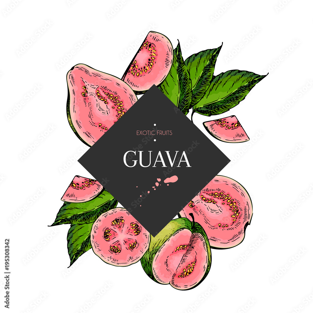 Hand drawn guava whole, sliced, half with leaves in design template ...