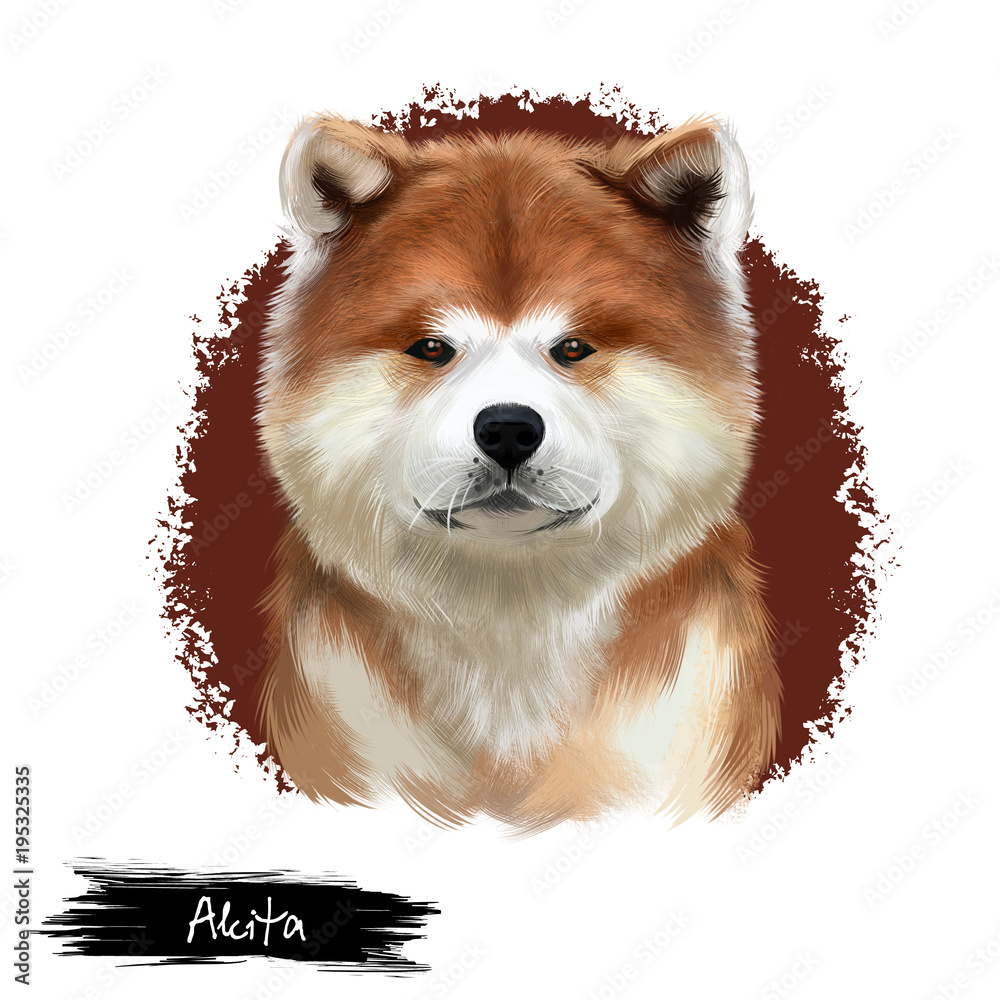 Akita breed digital art illustration isolated on white background. Cute ...