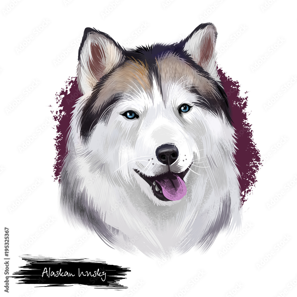 Alaskan husky breed digital art illustration isolated on white ...