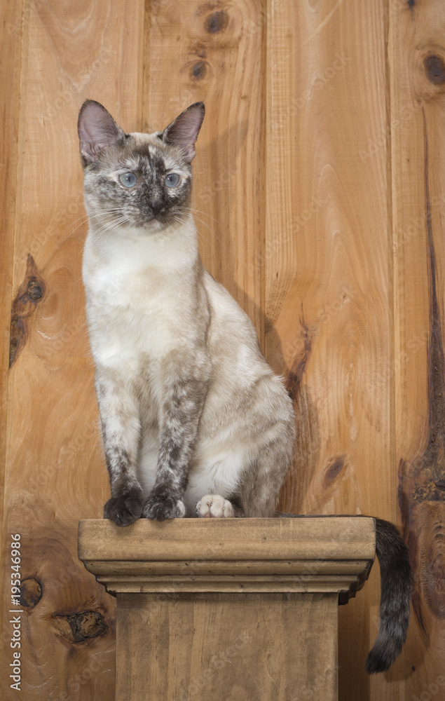 Tortie Point Siamese Cat
