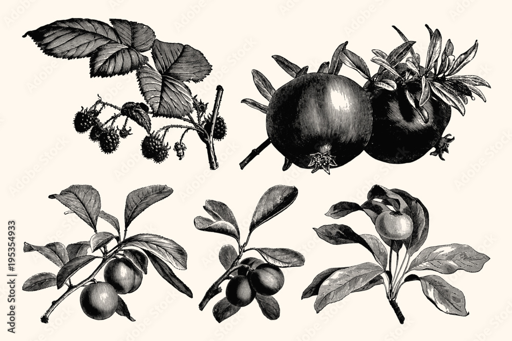 Vintage Floral Line Art - Early 1800s Botanical Illustrations Stock ...