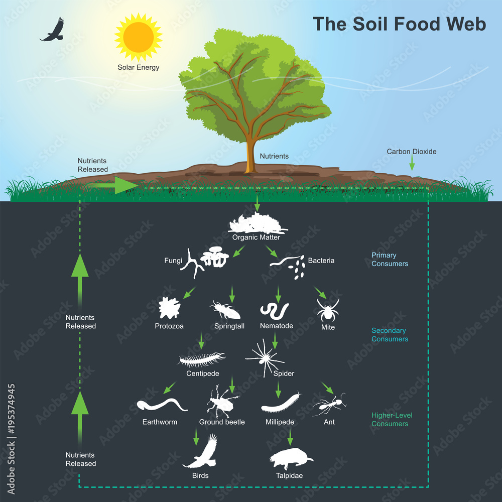 The Soil Food Web diagram. Illustration info graphic. Stock Vector ...