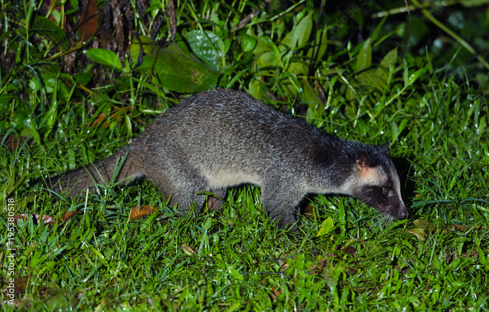 Masked palm civet or Paguma larvata, A nocturnal creature, patrol at ...