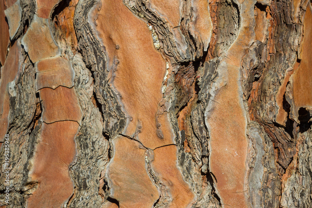pine tree bark in close up.isolated The bark is rough and cracked. it's ...