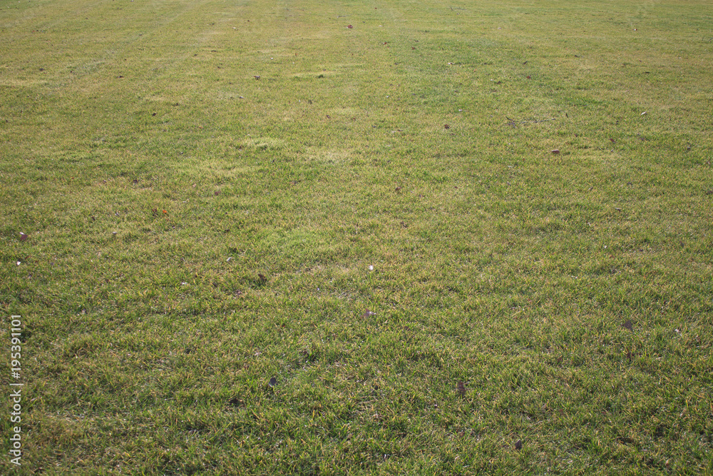 Grass background. Fresh lawn grass texture backdrop in perspective ...