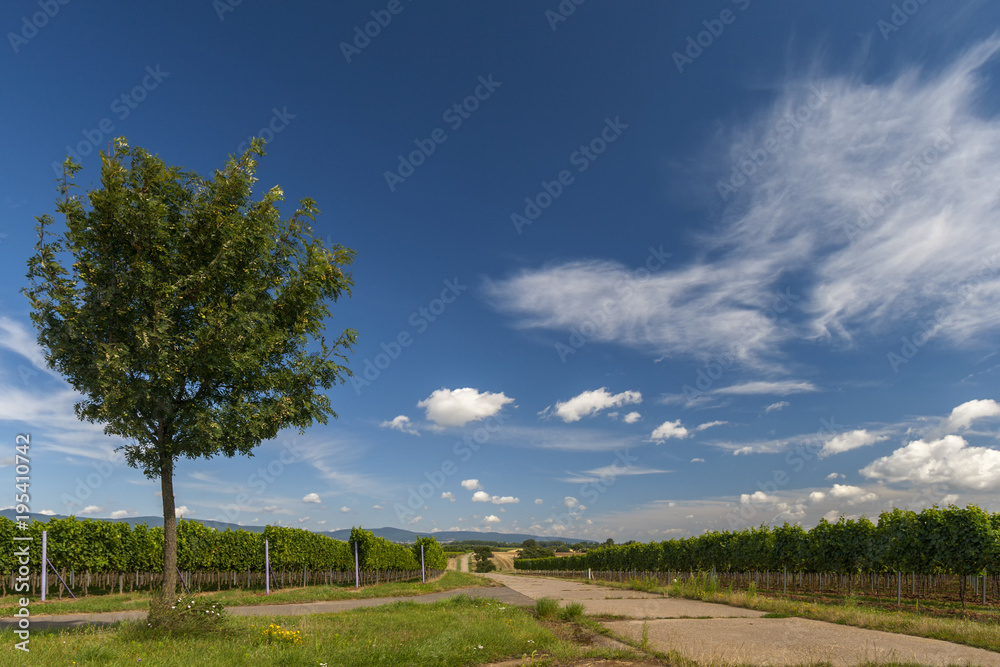 Mispelbaum (Mespilus germanica) im Weinberg Stock-Foto | Adobe Stock