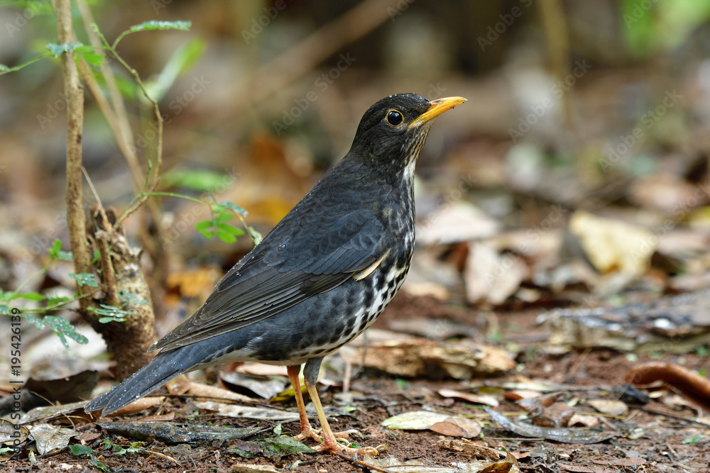 Male of Japanese thrush (Turdus cardis) Amazed black stripe bird with ...