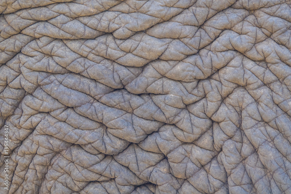 Elephant skin texture or background Stock Photo | Adobe Stock