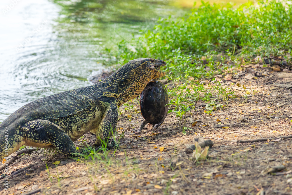 water monitor lizard eating turtle in park in day in Bangkok Stock ...