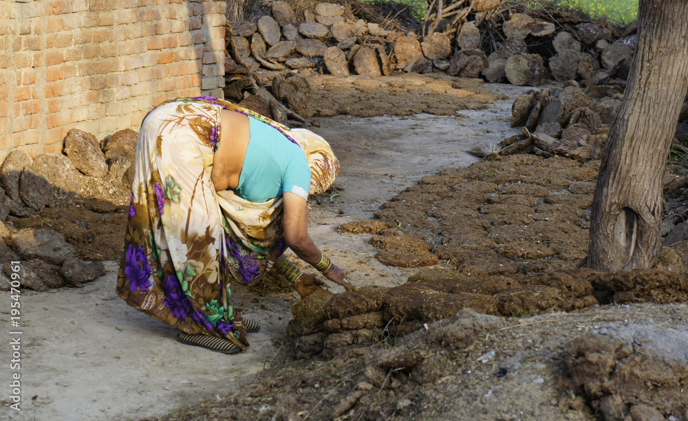 India, cow dung, woman forms potholes from cow dung are used to dry in ...