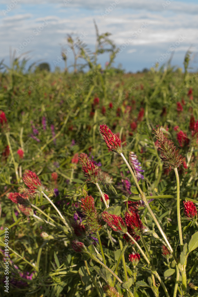 Biodiversity in the rice field. plants that, after sowing the rice, are ...