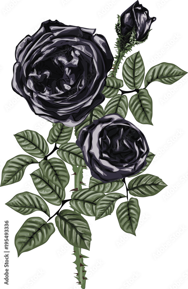 Black roses vector art - Bouquet of black roses - vintage art Stock ...