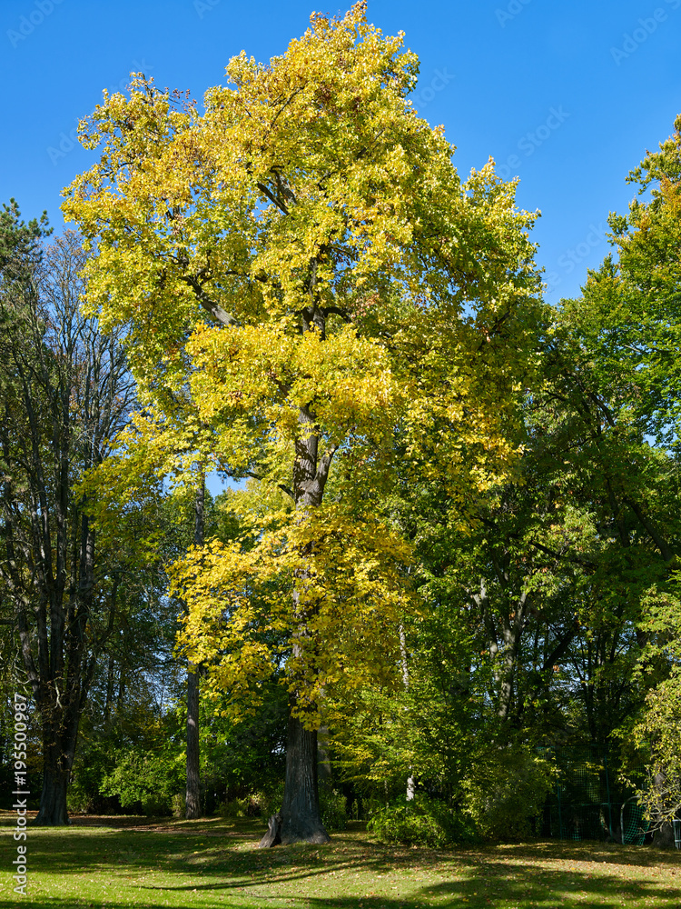 Altenburg / Germany: Tulip tree with golden autumn leaves in a small ...