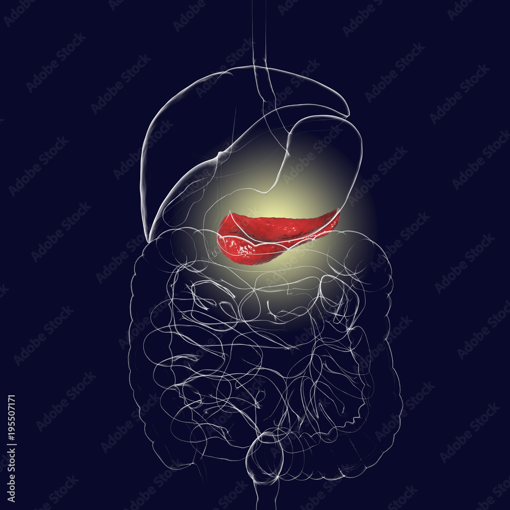 Human pancreas anatomy, 3D illustration showing organs of digestive ...