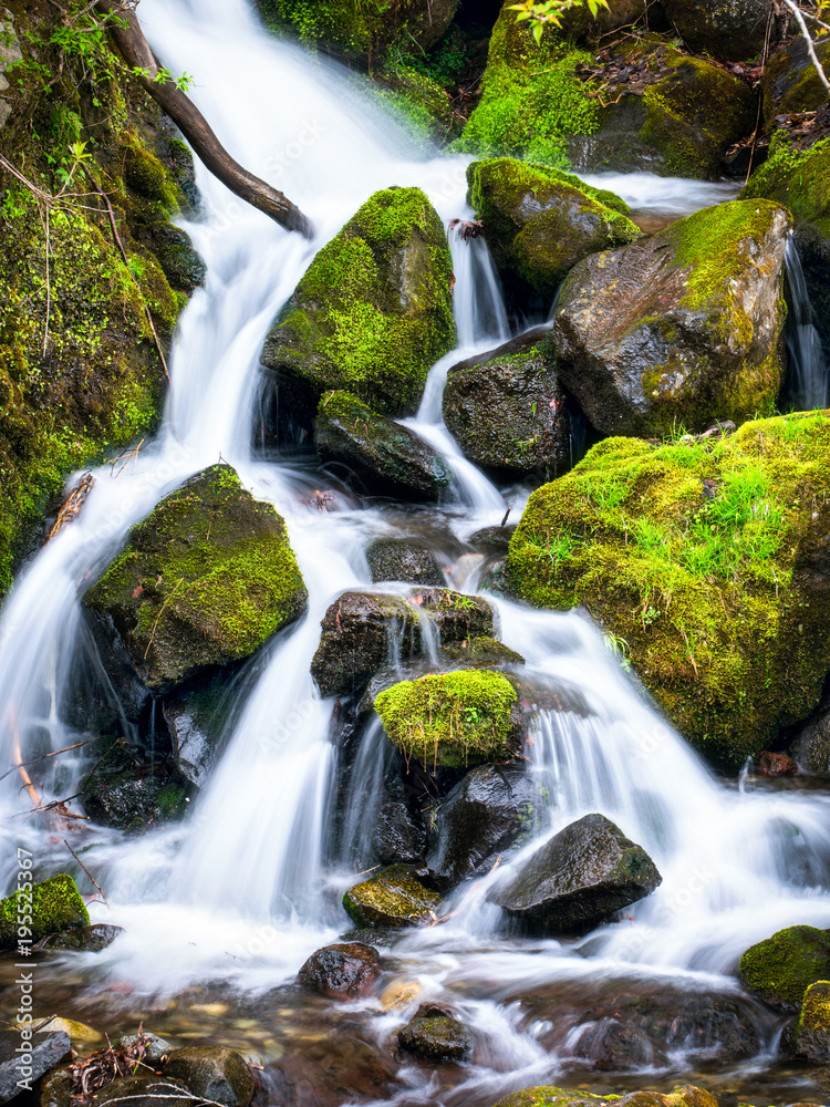 Frische Quelle entspringt im Wald Stock-Foto | Adobe Stock