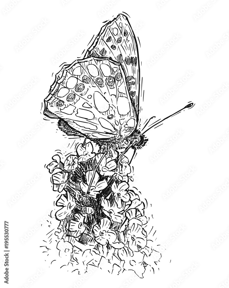 Vector artistic pen and ink hand drawing illustration of butterfly ...