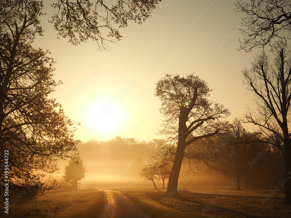 Bare trees covered with morning mist in Windsor Great Park. Stock Photo ...