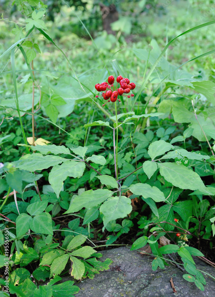 Korean wild root ginseng with berries. A close up of the most famous ...
