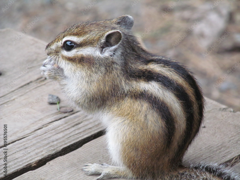 Eastern Chipmunk Habitat