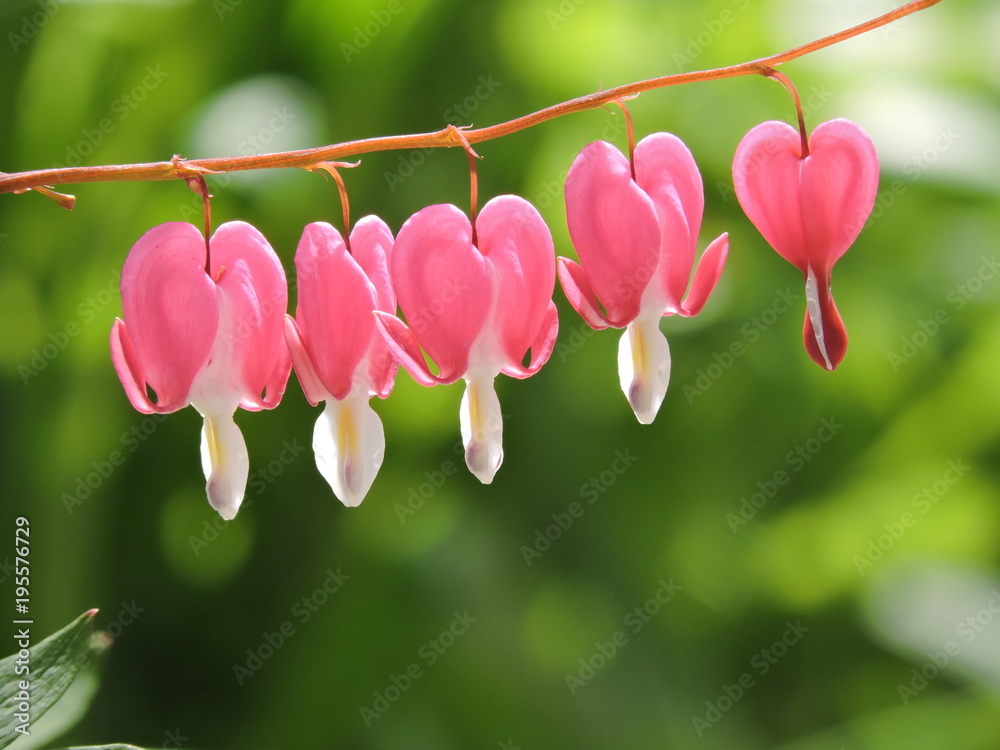 Bleeding Love Wallpaper