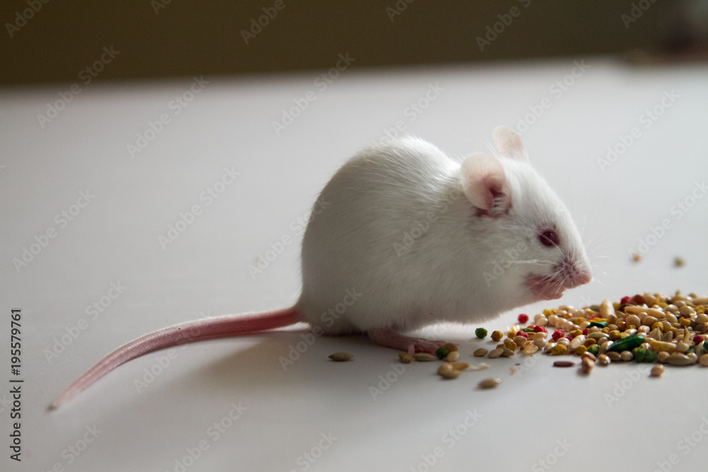 White Mouse Eating
