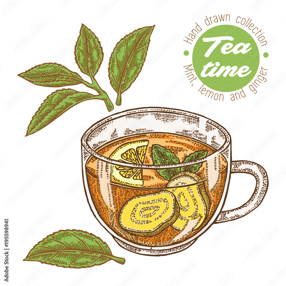 Hand drawn cup of tea. Herbal tea with lemon, mint and ginger isolated ...