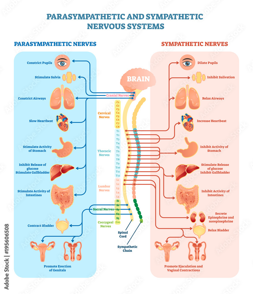 Human nervous system medical vector illustration diagram with ...
