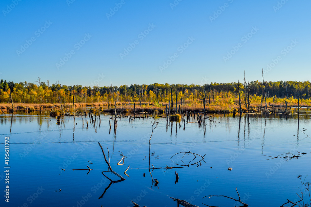 View over a lake in a nature reserve, cloudless blue sky, trees ...