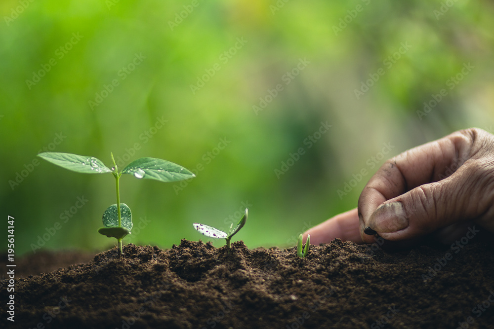Growth,Young tree plant a tree Watering a tree in nature light and ...