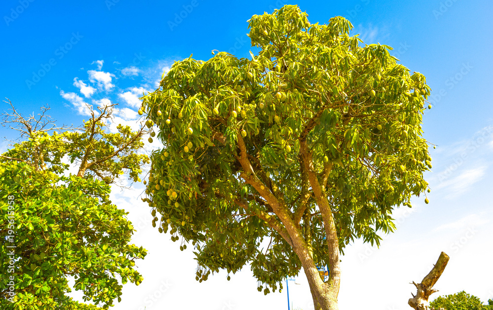 Mango tree, caribbean sea, Dominican republic, in front of blue sky ...