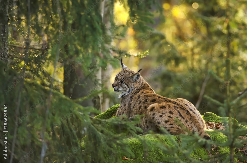 Eurasian Lynx, Lynx lynx, big predator, Bavarian forest National Park ...