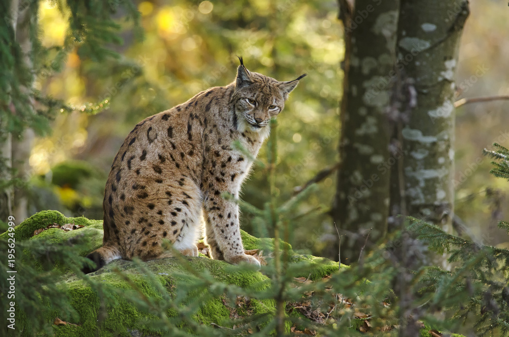 Eurasian Lynx, Lynx lynx, big predator, Bavarian forest National Park ...