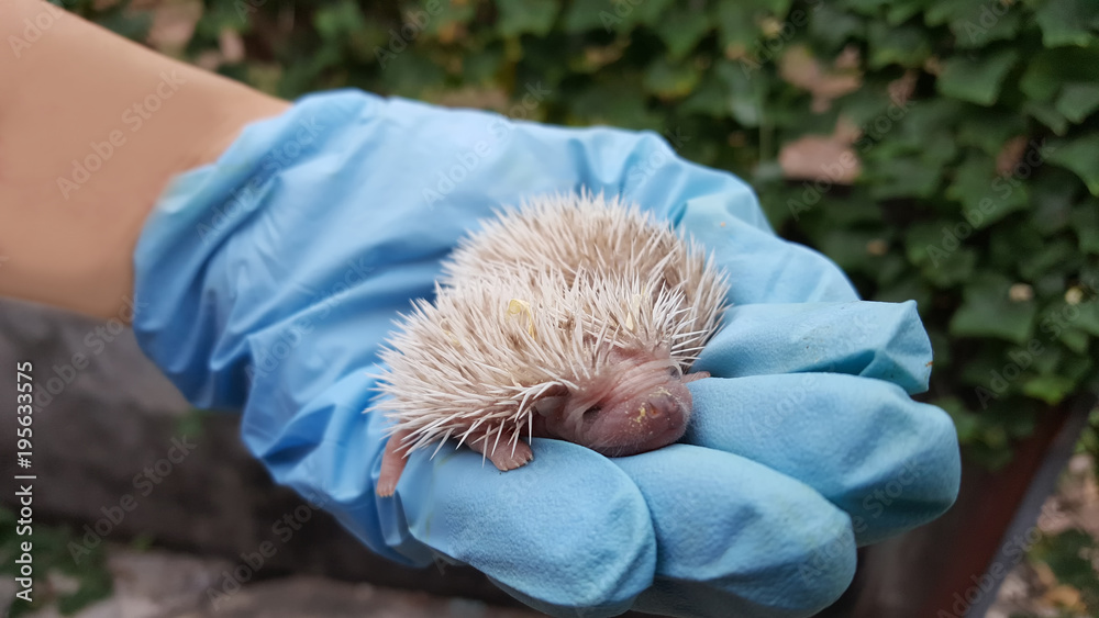 Newborn Baby Hedgehog