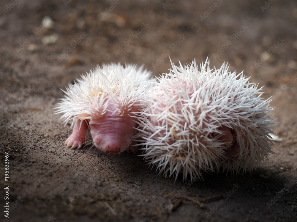 Newborn Baby Hedgehog