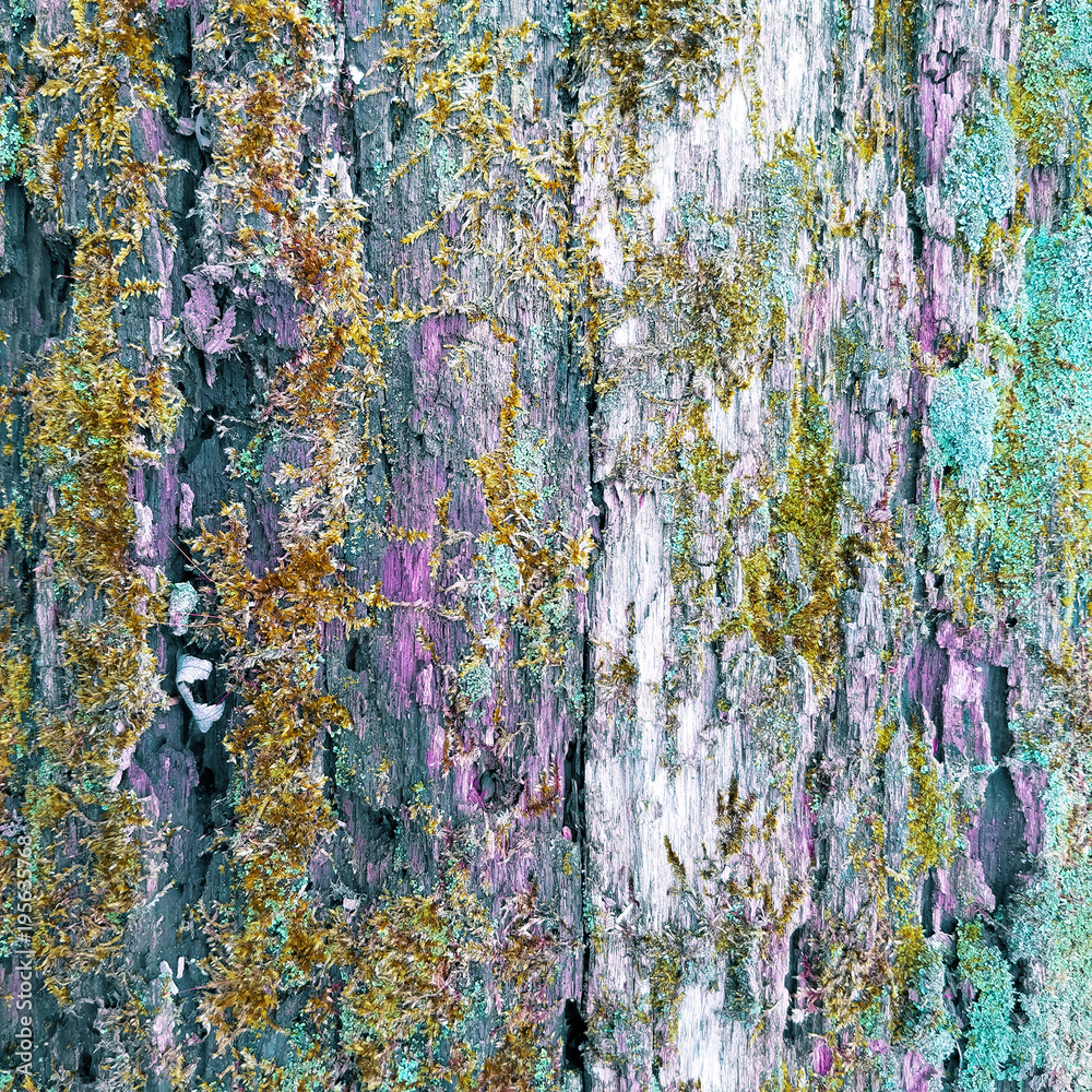 Abstract rustic mossy wood texture background Stock Photo | Adobe Stock