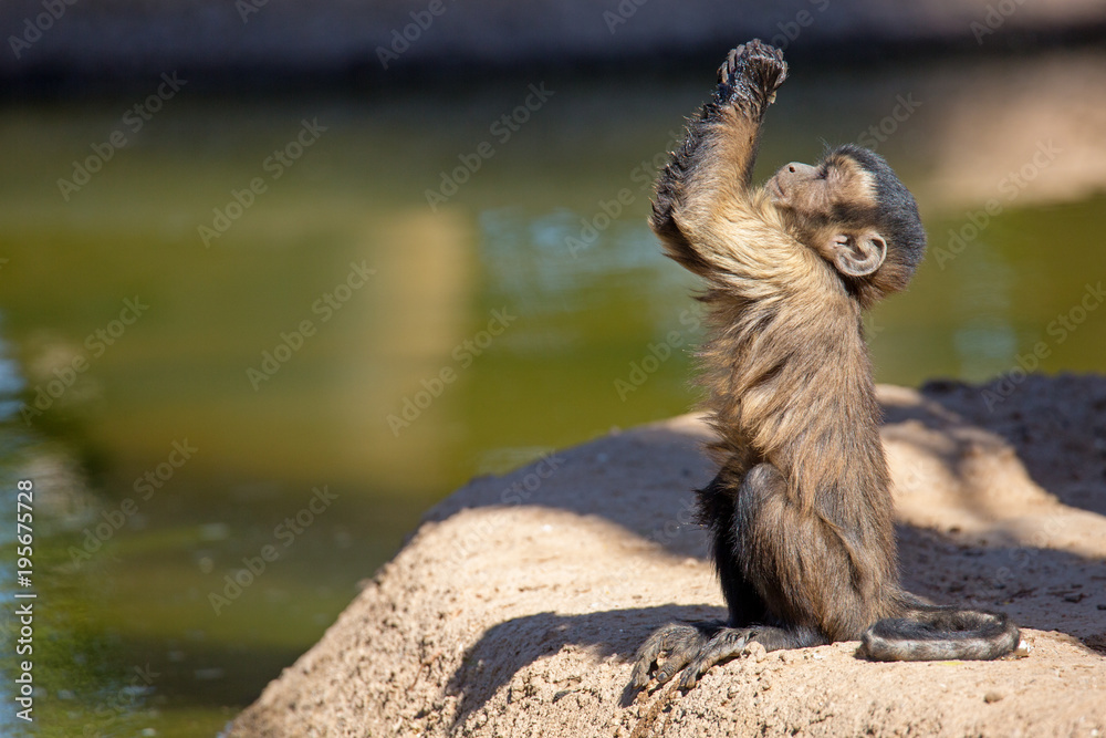 Cute Monkey Holding Hands Up Stock Photo | Adobe Stock