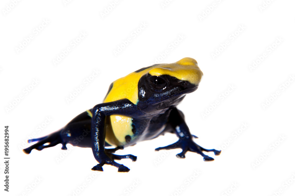 Citronella Dyeing Poison dart frogling, Dendrobates tinctorius, on ...