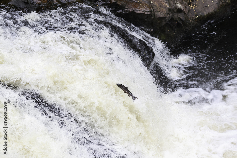The mighty atlantic salmon travelling to spawning grounds during the ...