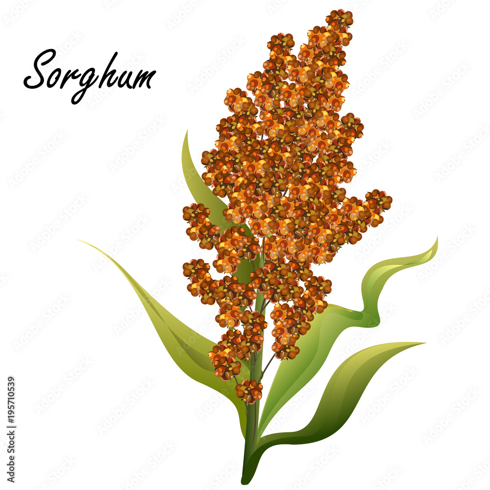 Vecteur Stock Sorghum (gaoliang, durra, milo, hegari, jowari, Sorghum ...
