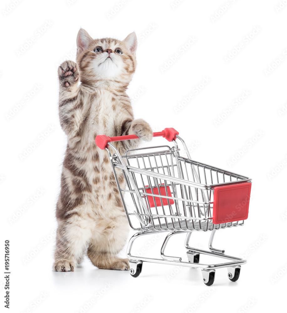 cat with shopping cart looking up isolated Stock Photo | Adobe Stock