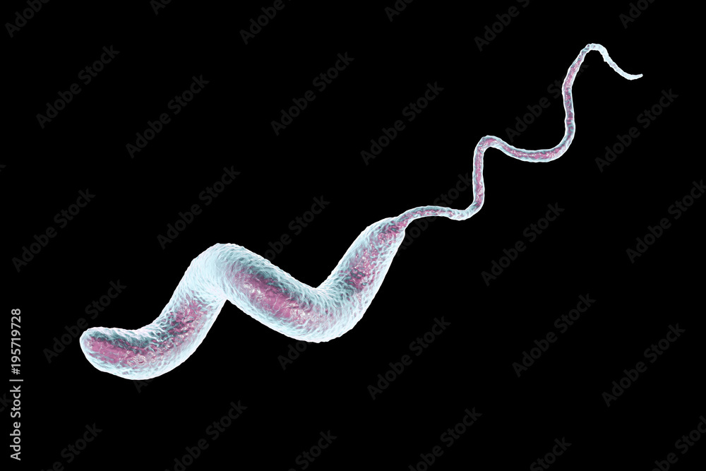 Campylobacter bacteria, C. jejuni, C. fetus, Gram-negative S-shaped ...