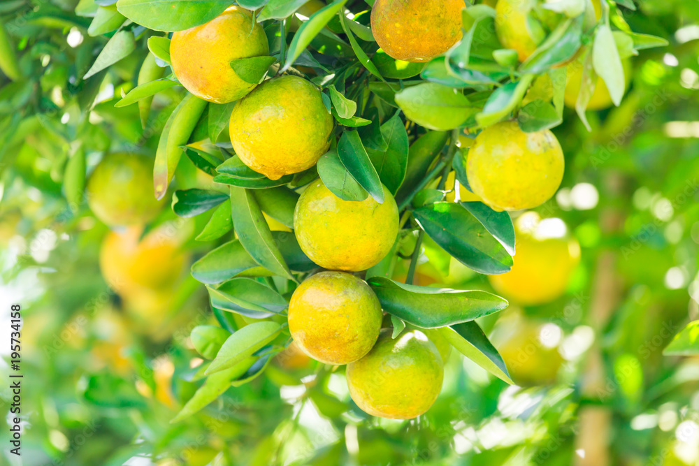 Orange plantation garden Stock Photo | Adobe Stock
