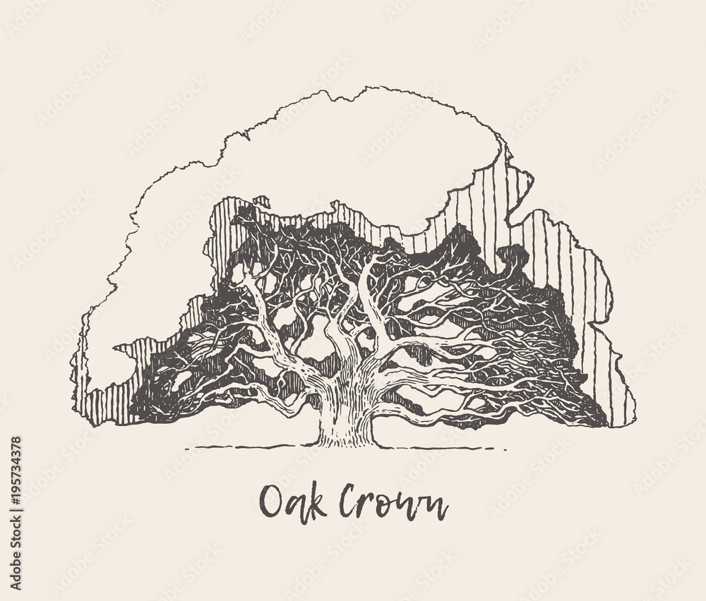 Old oak tree, hand drawn, engraved style, vector Stock Vector | Adobe Stock