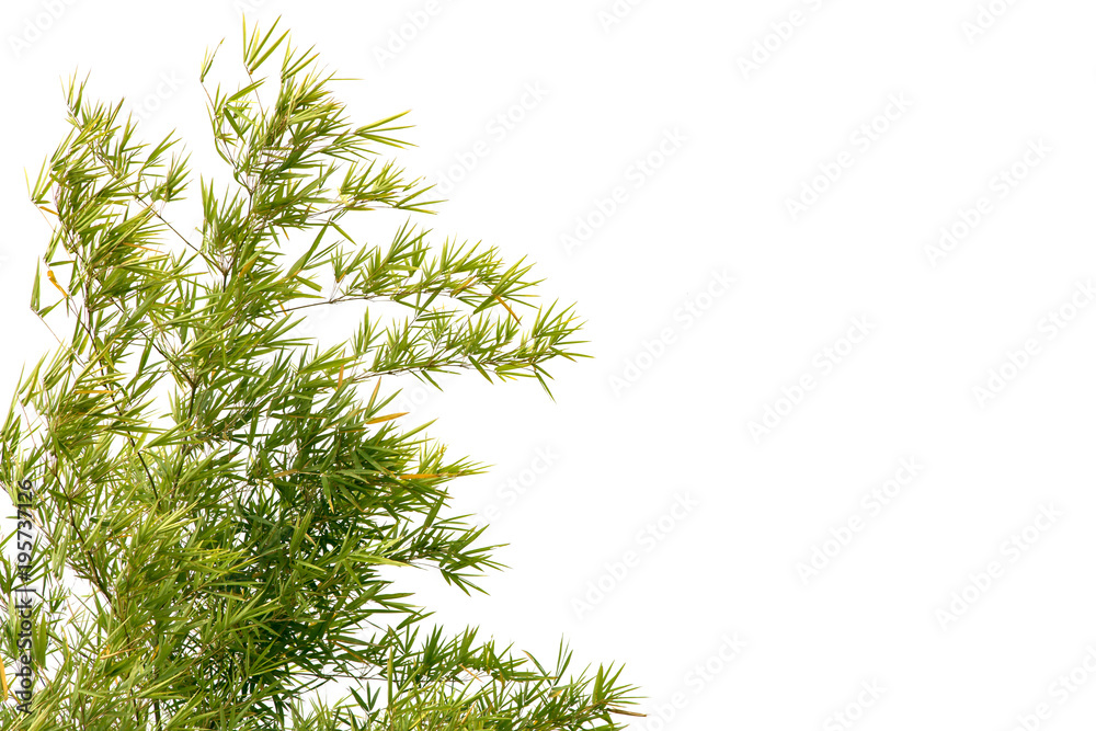 Bamboo Tree isolated on white background. Stock Photo | Adobe Stock