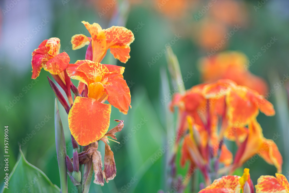 Orange canna lilly field for fresh nature wallpaper and background ...