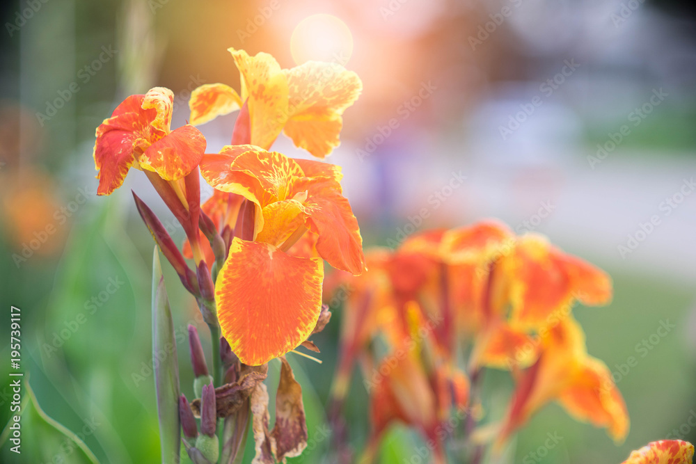Orange canna lilly field for fresh nature wallpaper and background ...