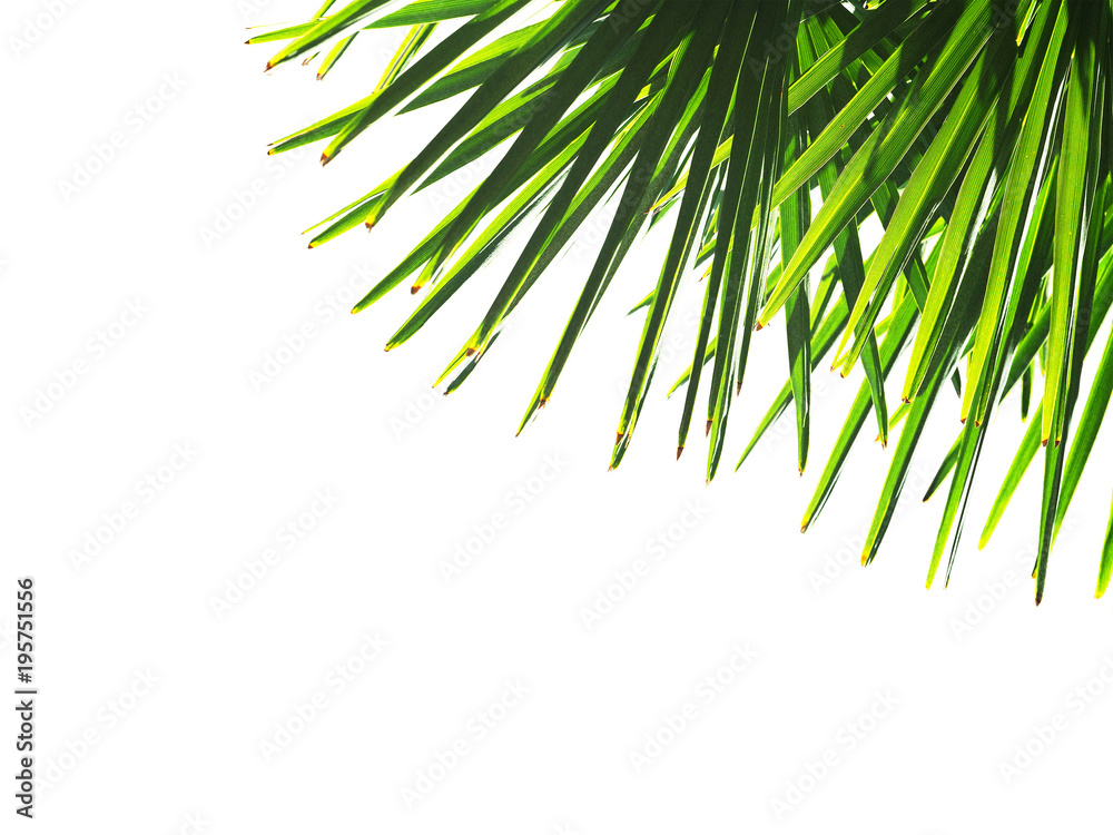 Green palms leaves isolated on white background. Borassus flabellifer ...