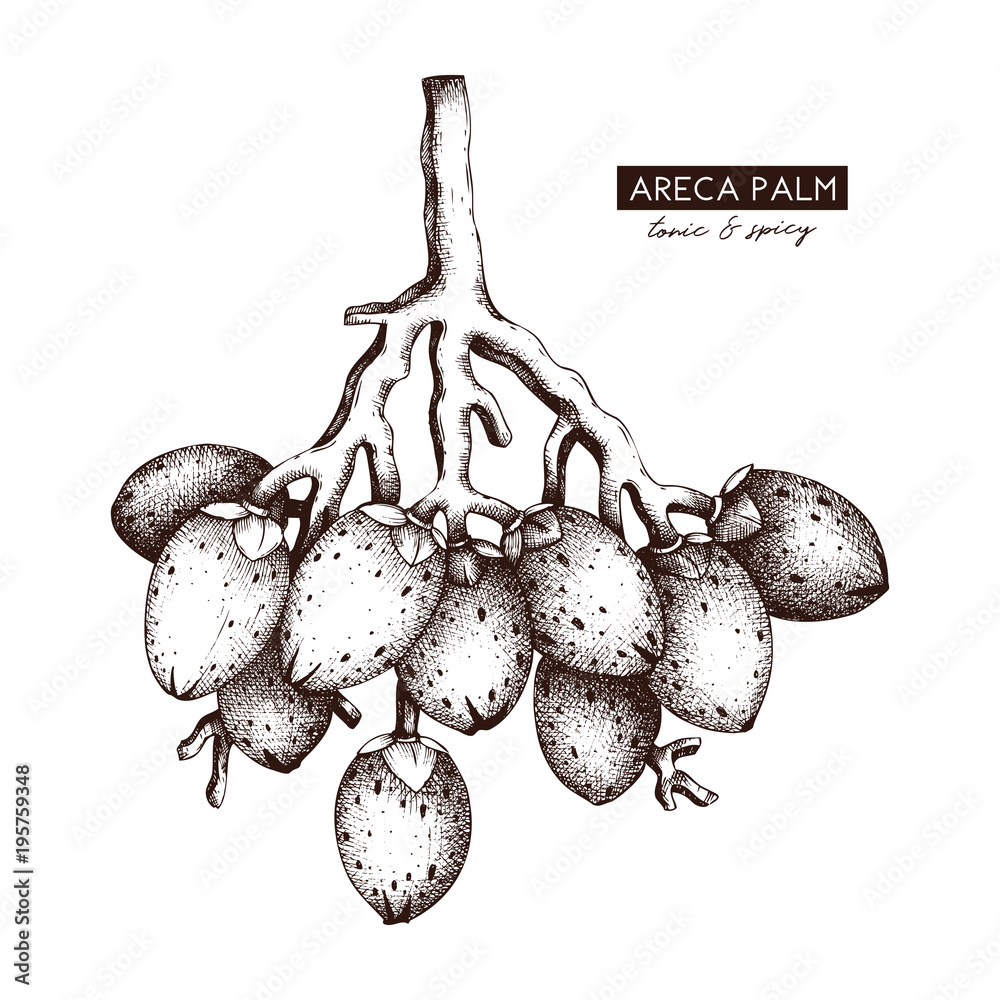 Vetor do Stock: Vector Areca palm illustration. Hand drawn tropical ...