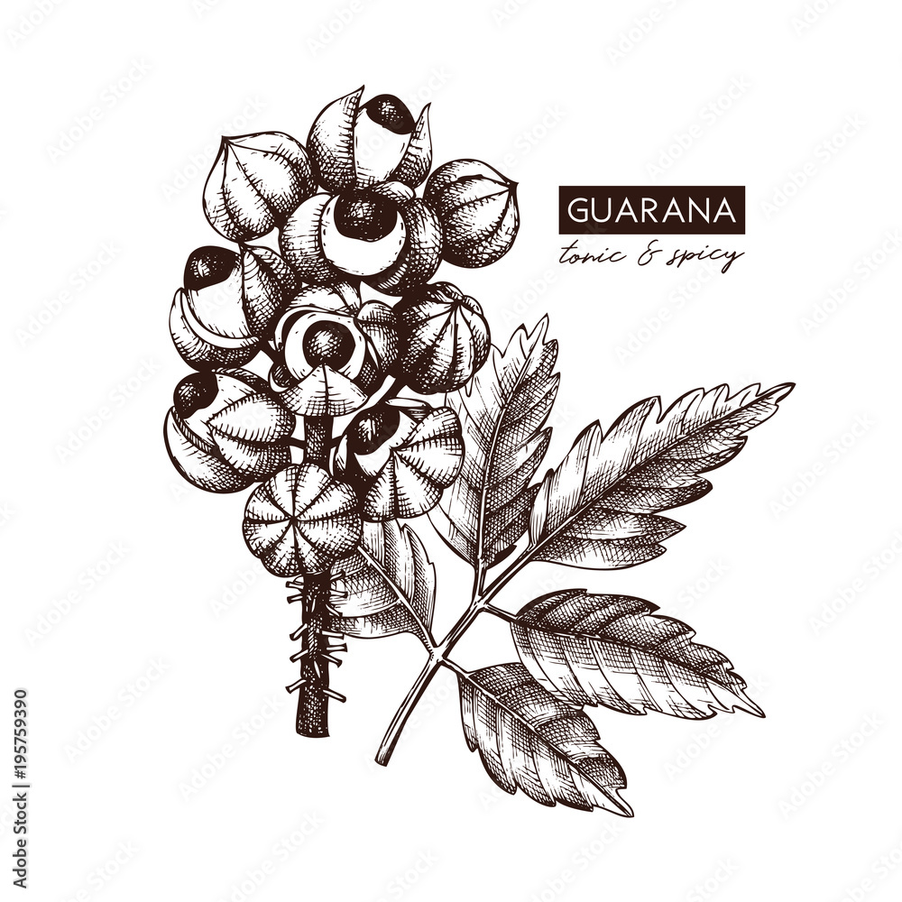 Vector Guarana illustration. Hand drawn tropical tree sketch. Botanical ...